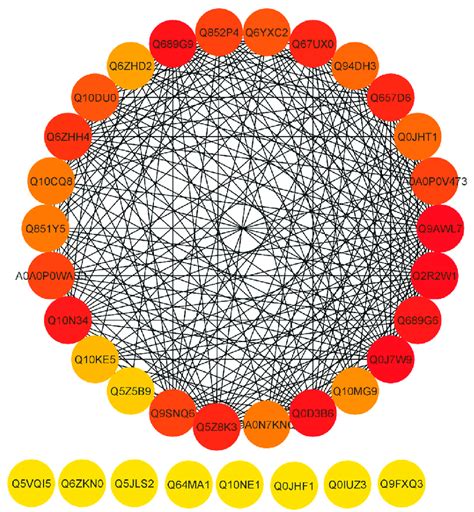 String Software Predicted Protein To Protein Network Of Differentially Download Scientific