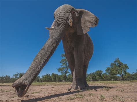 Biggest Elephant In The World