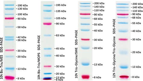 Prestained Protein Marker Iv Mebep Bio Science