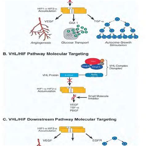 70 The Vhl Gene Complex Targets Hypoxia Inducible Factors Hif For