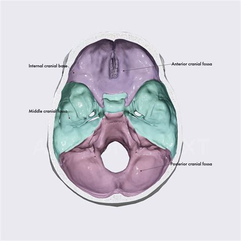 Cranial Base Media Library Anatomyapp Learn Anatomy 3d Models