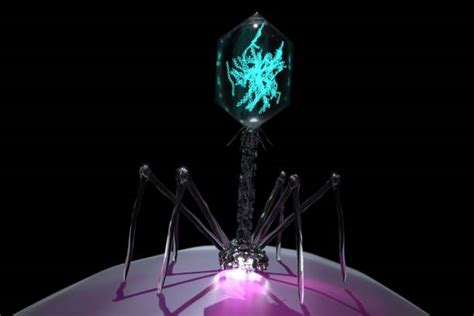 50 Bacteriófago T4 Fotos Fotografías De Stock Fotos E Imágenes Libres