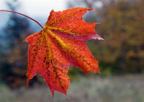 Wet Red Autumn Mapple Leaf Photo Background And Picture For Free