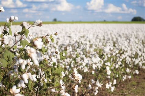 乡下棉花种植园高清图片下载 正版图片600316096 摄图网