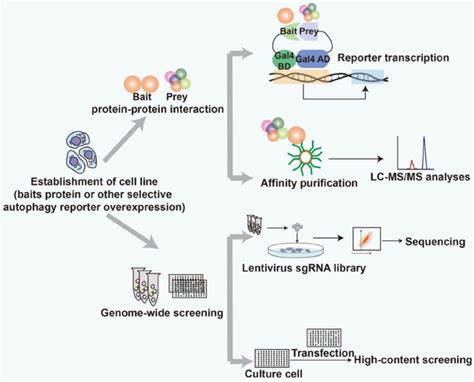 Schematic Representation Of Strategy For Screening Selective Autophagy