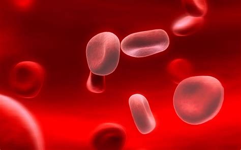 ანემია რა დროს ხდება ორგანიზმში ჟანგბადოვანი შიმშილი Feedc