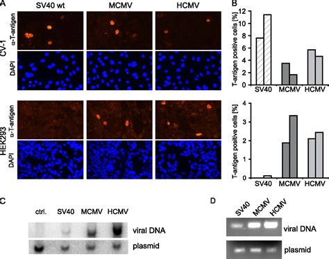Simian Virus 40 Strains With Novel Properties Generated By Replacing