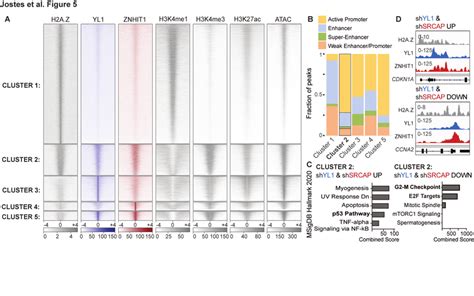 A Heatmap Of H2a Z Yl1 Znhit1 H3k4me1 H3k4me3 H3k27ac And Atac Download Scientific