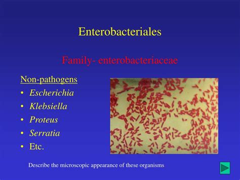 Ppt Classification Of Bacteria Powerpoint Presentation Free Download Id 1249712
