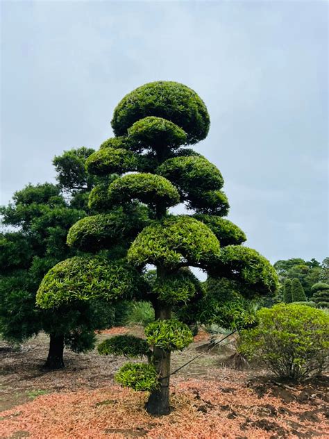Japanese Podocarpus Macrophyllus Tlh089