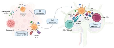 Dendritic Cells Standing United When Immune Cells Join Forces Cancer