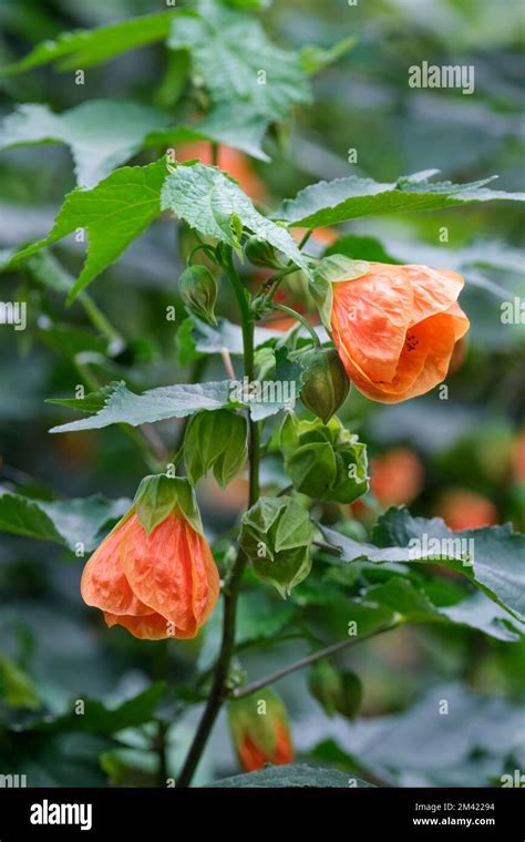 Orange Bells Shrub