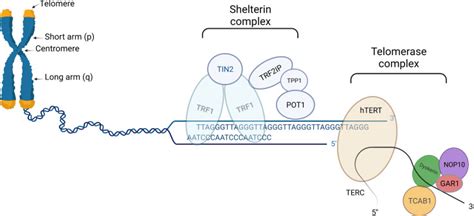 Telomere Biology From Disorders To Hematological Diseases Pmc