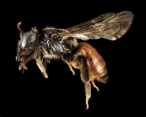 Free Images Nature Wing Profile Wildlife Pollen Portrait Moth