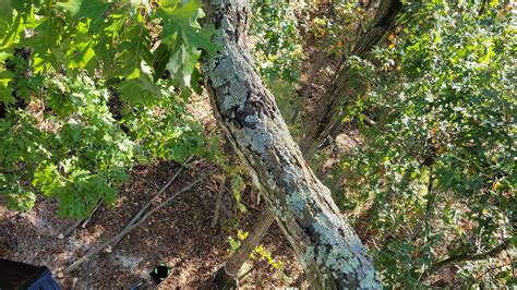 Bleeding Canker Professional Tree Removal Ashburn Va