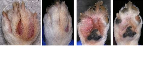 Interdigital ‘cysts Pododermatitis The Skin Vet
