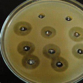 Disc Diffusion Test Antimicrobial Zones Of Inhibition Around Treated Download Scientific
