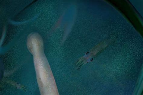 New Species Of Extinct Vampire Squidlike Cephalopod Is The First Of Its Kind With Ten New Species Of Extinct Vampire Squidlike Cephalopod Is The First Of Its Kind With Ten