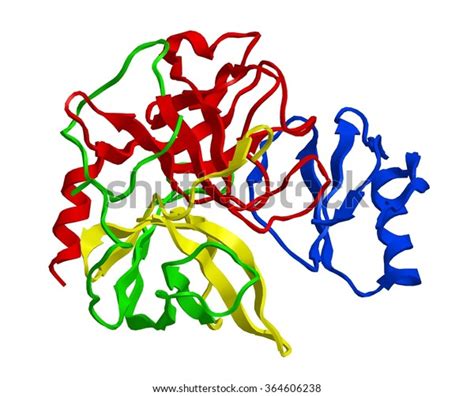 Molecular Structure Chymotrypsin Enzyme Cleaves Peptide Stock