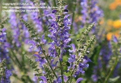 Plantfiles Pictures Salvia Species Transylvanian Sage Salvia