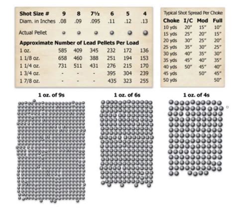 Shotgun Shot Size Comparison Chart