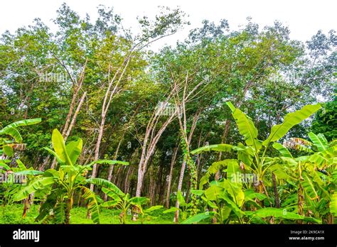 Rubber Tree Trees In Tropical Forest Nature In Sakhu Thalang On Phuket Island Thailand In
