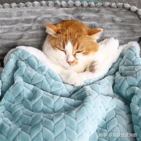 猫咪在度过 冬天”时，最想让主人知道的9件事！ 知乎
