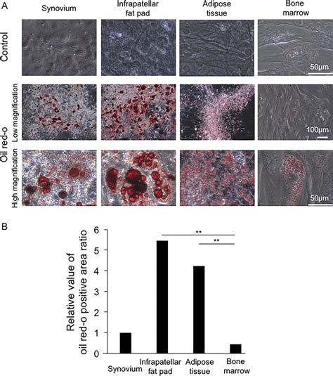 Adipogenic Differentiation Potential A Cells Cultured With And