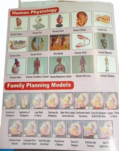 Plastic Biological Models Working Model For Education At ₹ 525 Piece In Ambala