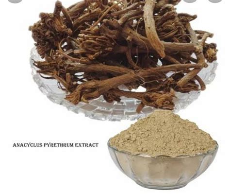 Pyrethrum Extract Pyrethrum Latest Price Manufacturers And Suppliers