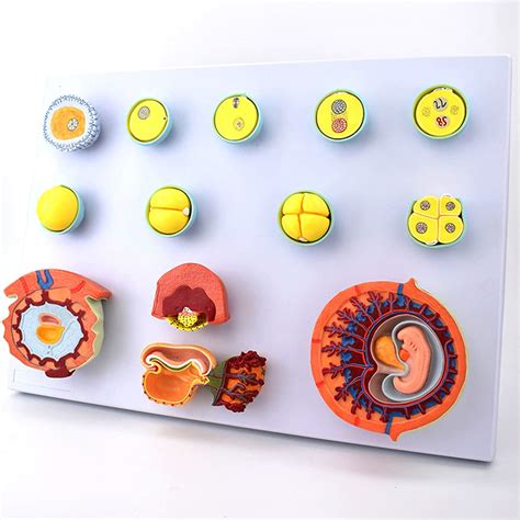 Buy Wwjjll Medical Model Egg Cell Fertilization And Early Embryonic
