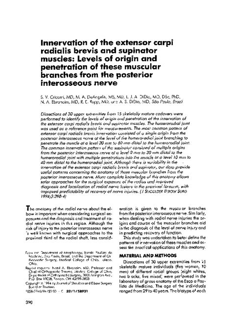 Pdf Innervation Of The Extensor Carpi Radialis Brevis And Supinator
