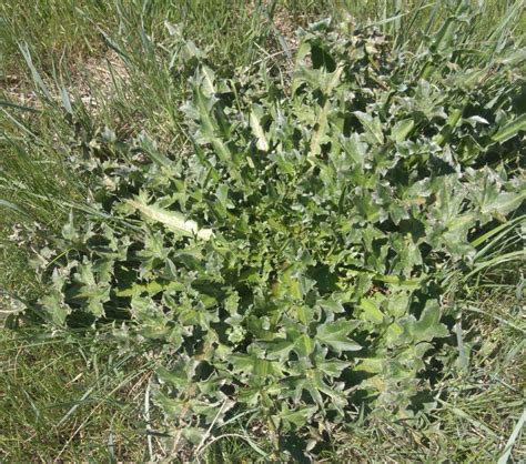Thistles In Goshen County Goshen County Weed And Pest Control District