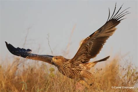 Acvila De Câmp O Reîntoarcere Nesperată • Societatea Ornitologică Romană
