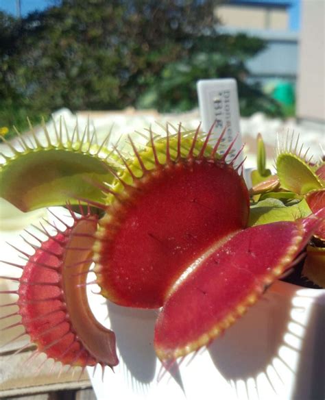 Triffid Triffidus Celestus Carnivorous Plant Resource