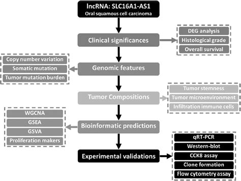 Long Non Coding Rna Slc16a1 As1 Its Multiple Tumorigenesis Features