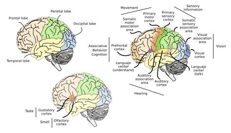 Animal Organs Nervous System Pallium Atlas Of Plant And Animal