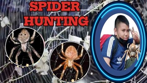 Spider Huntingang Dami Gagamba Spiderhunting Alsufyanosalli