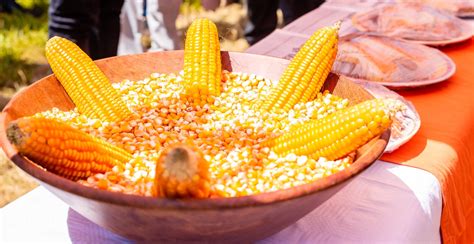 Cultivating Healthier Communities With Provitamin A Maize Varieties Agriinsite