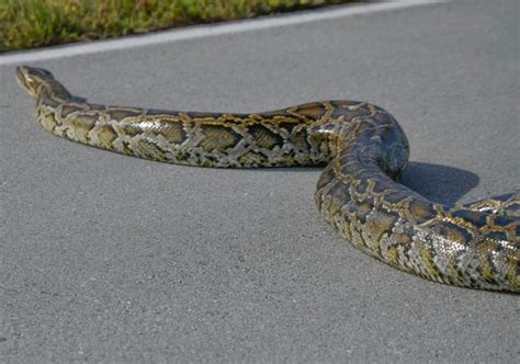 Burmese Python Crossing Road Was Female Loaded With Eggs Newsweek