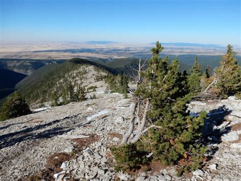 Evergreen Trees Native To Colorado Uncover Colorado