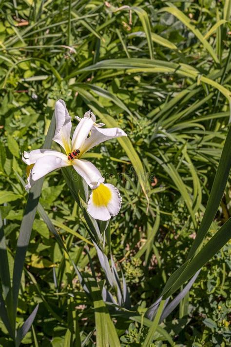 Beautiful Iris Growing Stock Image Image Of Botany 188019905