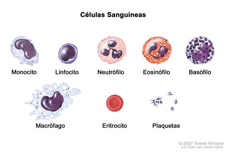 Eritrocitos Valores Normales Y Por Qué Están Altos O Bajos Tua Saúde