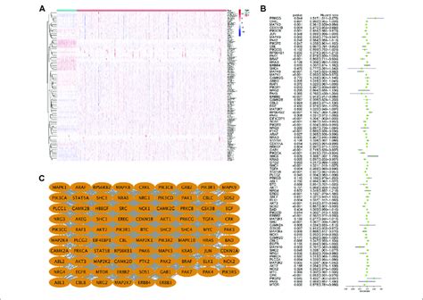 A Heatmap Showing The Expression Of Erbb Signaling Pathway Related