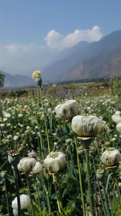 Ai Image Generator Of Opium Has Medicinal Properties And Is Used As A