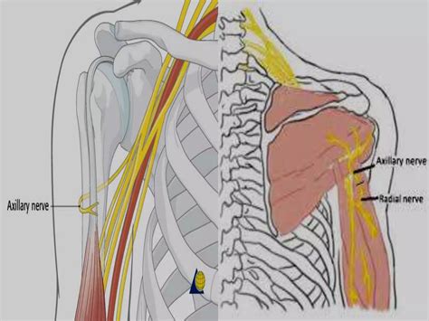 Axillary Artery Vein Nerveppt