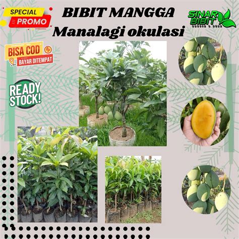 Jual Bibit Mangga Mahatir Super Jumbo Shopee Indonesia