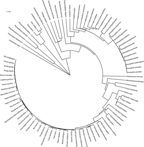 The Phylogenetic Tree Of The 88 Eukaryotic Species In Juncdb