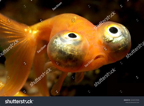 Bubble Eye Goldfish Drawing