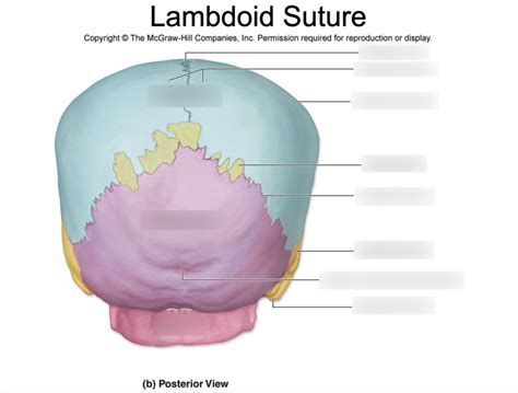 Lambdoid Suture Diagram Quizlet